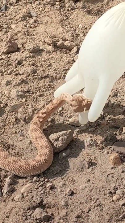 ثعبان الطريشة Youtube