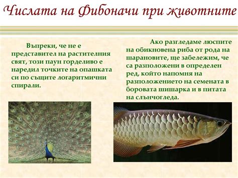 Ppt Редица на Фибоначи Powerpoint Presentation Free Download Id 2353322