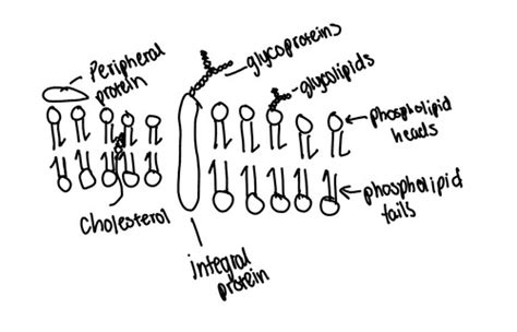 Ap Bio Unit 2 Review Questions Flashcards Quizlet