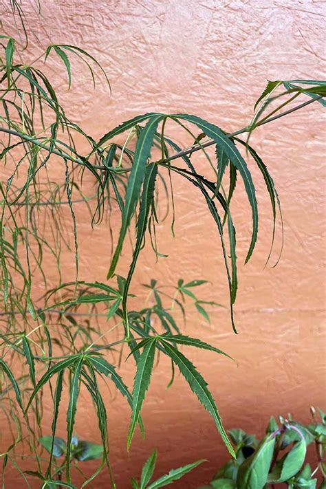 A Guide To Different Japanese Maple Types Gardeners Path