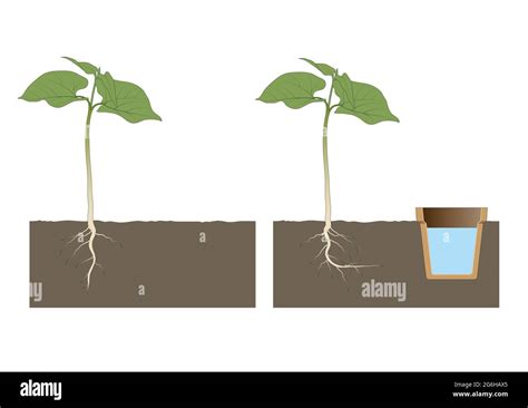 Hydrotropism Cut Out Stock Images And Pictures Alamy