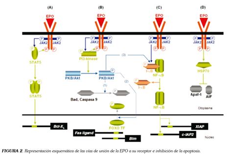 Receptores De Eritropoyetina
