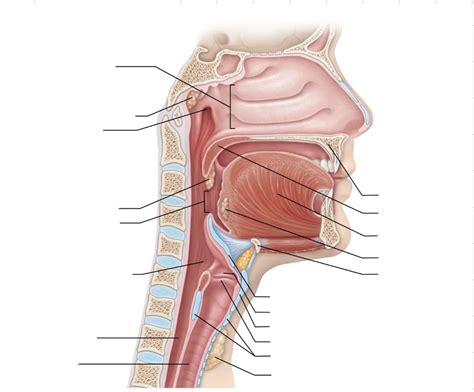Quiz 6 Diagram Quizlet