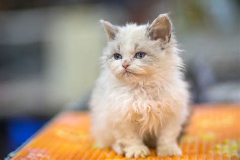 25 Blonde Cat Breeds Top Choices For Your Home With Info And Pictures