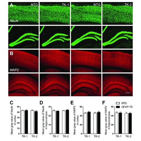 The Expression Of Neun And Map2 Was Not Affected In The Cortex And Download Scientific