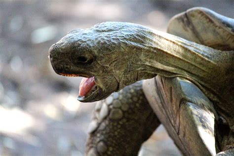 Tortoise Pairing Moan Free Photo On Pixabay