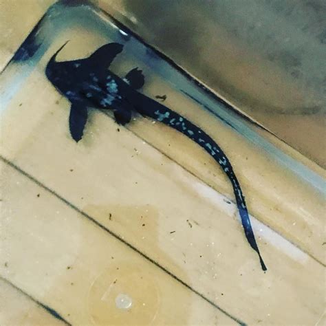 Banjo Catfish Care Lifespan Food Tank Setup And More