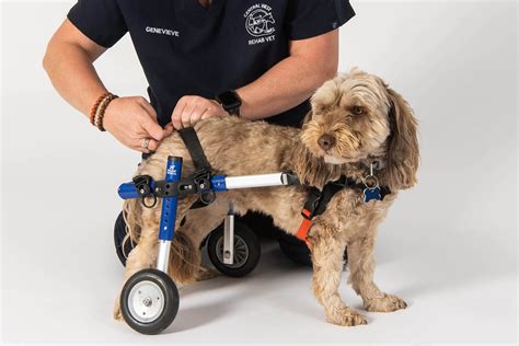 Services Central West Rehab Vet