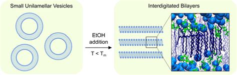 Figure From Design Of Lipid Based Nanocarriers Via Cation Modulation Of Ethanol Interdigitated