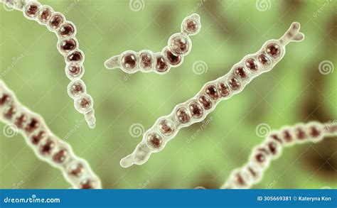 Trichophyton Verrucosum Fungi 3d Illustration 305669442