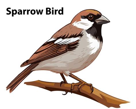 Premium Vector An Awesome Sparrow Bird Mascot Vector Illustration