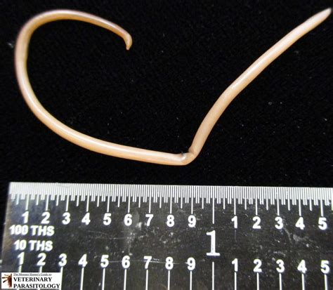 Toxocara Sp Roundworms Monster Hunters Guide To Veterinary Parasitology