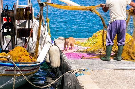 정통 전통 그리스 어부와 고양이가 물고기를 아바이와 장면 레로스 섬 아기아 마리나 포트 레로스에 대한 스톡 사진 및 기타 이미지 Istock