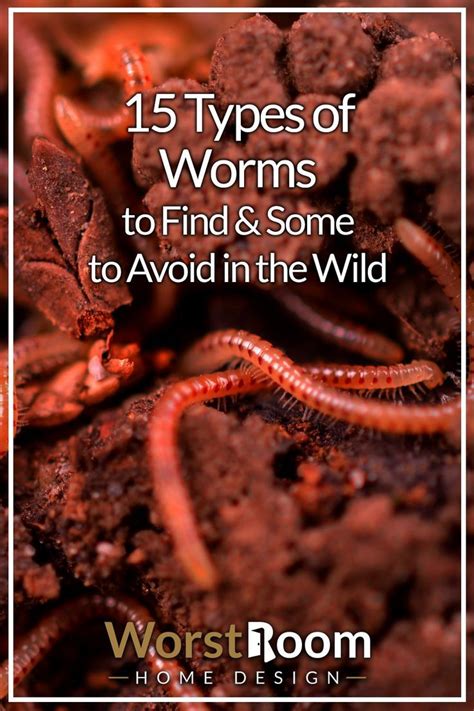 15 types of worms to find and some to avoid in the wild