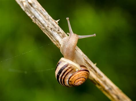 Snail Shell Mollusk Free Photo On Pixabay Pixabay