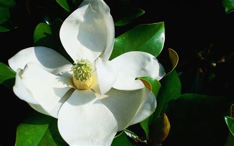 Revealed The First Flower 140 Million Years Old Looked Like A