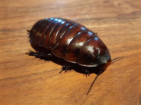 Giant Burrowing Cockroach — The Insectory