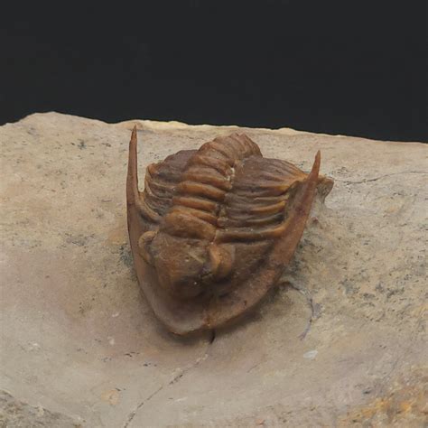 Trilobite Fossils Fossil Oasis