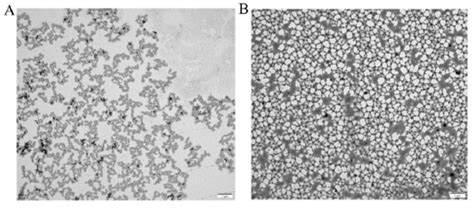 Morchella Under Microscope