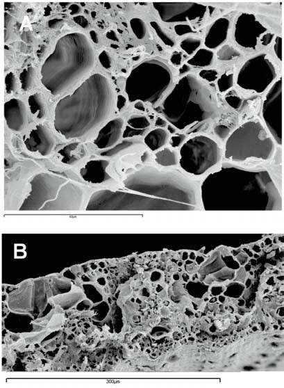 Scanning Electron Microscopy Micrographs Of A Healthy Leaf Showing The Download Scientific