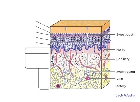 Layers Diagram Quizlet