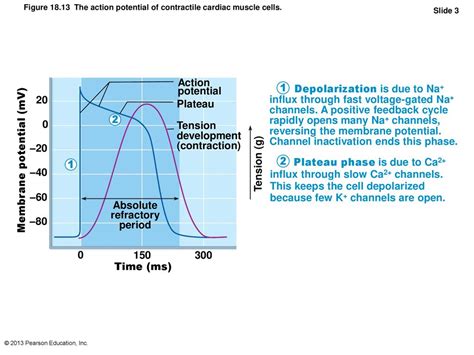 Cardiac Muscle Contraction Ppt Download