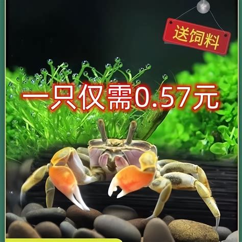 迷你辣椒蟹：家养淡水净化高手，鲜活体混养新宠！🦀🌊 蟹 淘宝百科网