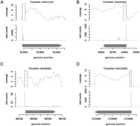 Transcriptome Mapping Using Small Rna Sequencing Strand Specific Download Scientific Diagram