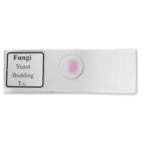Fungi Yeast Budding Slide Prepared Slide For Microscope