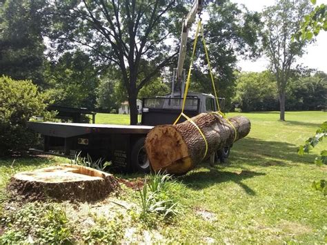 Shade Tree Pruning And Permaculture Trees Virginia