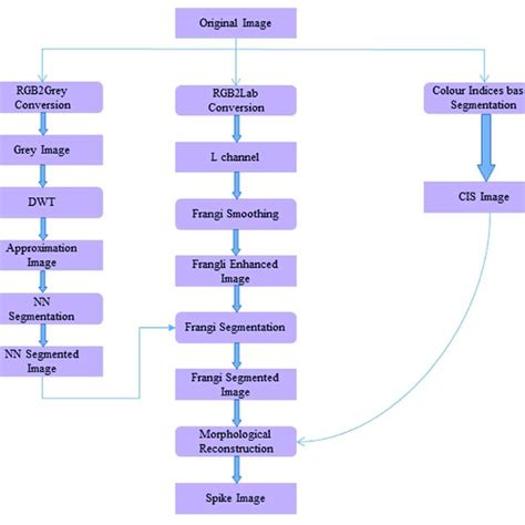Example Of Suppression Of Leaf Crossings Using The Frangi Filter