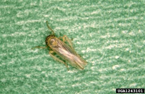 Aster Leafhopper And Aster Yellows Agricultural Biology