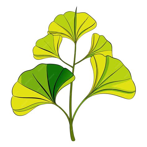 Ginkgo Leaf Plant Clipart Vector Art And Illustration Premium Ai
