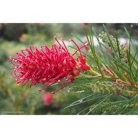 Grevillea Ruby Dream Pbr