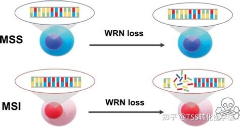 【nature】背靠背，拜耳和诺华同时披露合成致死靶点wrn的新型抑制剂 知乎