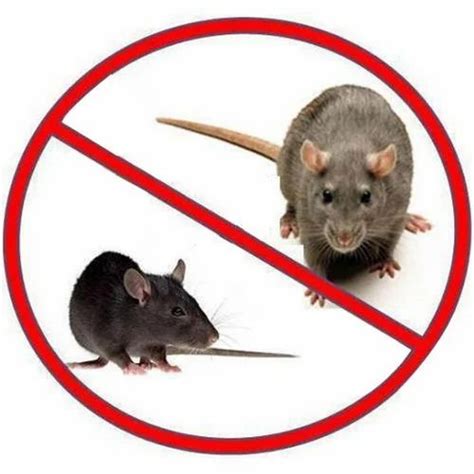 Rat Control Service At Rs 1square Feet In Navi Mumbai Id 2851099175897