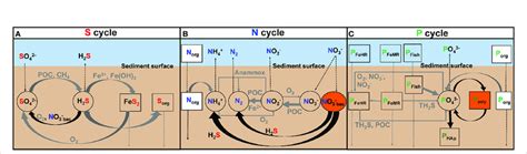 Schematic Diagram Of Key Biogeochemical Processes Of A S B N And Download Scientific