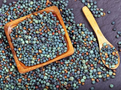 Hackberry Tree Care How To Grow Hackberry Trees