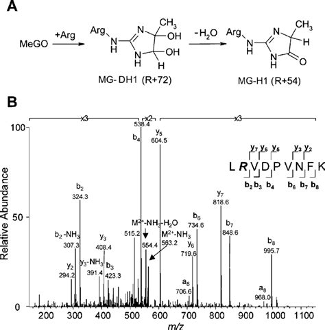 Mass Spectrometric Characterization Of Methylglyoxal Adducts At