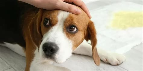 Dealing With Dog Incontinence Understanding Medication Options