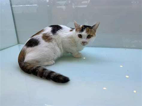 코리안숏헤어 초록이 노르웨이숲성격 데본렉스성격 뱅갈성격 샴성격 셀커크렉스성격 스핑크스성격 아메리칸숏헤어성격 아메리칸컬성격 아비시니안성격 엑조틱성격 터키시앙고라성격 페르시안