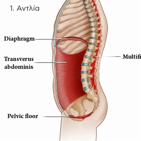 Fix Diastasis Rectis With Exercise Human Mama