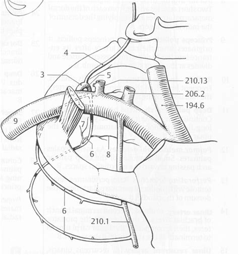 Subclavian Artery Diagram Quizlet
