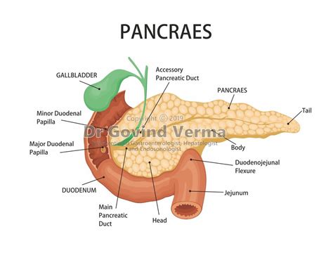 Pancreas Gland Function