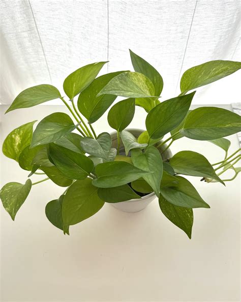 윤 · ｡ ﾟ☆·⁺ ⊹ ﾟ ⋆ 누워서 조명을 조정할 수 있다고 국민템 이케아 조명 ‘fado 저도 드디어 들여왔어요 평소 자기 전에 불 켜놓고 휴대폰을 많이