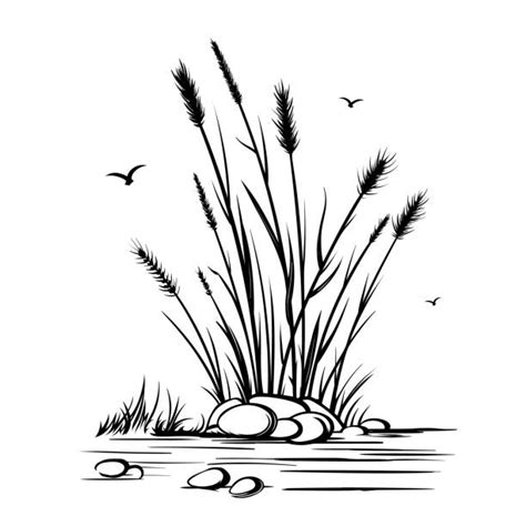 1000 Prairie Grass Stock Illustrations Royalty Free Vector Graphics