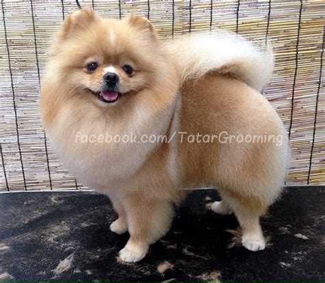 Pin By Debra L Sjodin On Grooming Pomeranian Cuts Pomeranian Facts