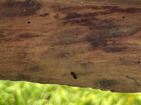What Is This Wood Boring Insect Rwhatisthisbug