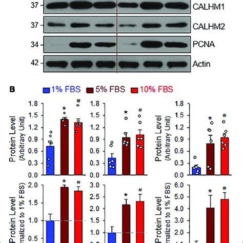 Serum Starvation Inhibits Pasmc Proliferation And Downregulates