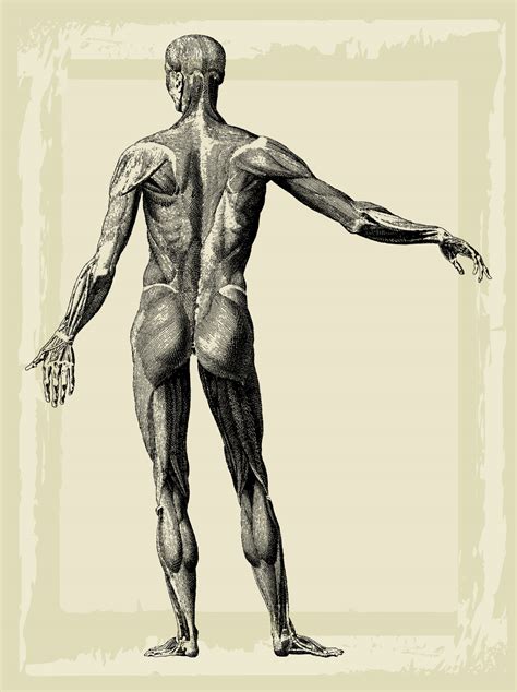 Medical Illustration Vector Art And Graphics